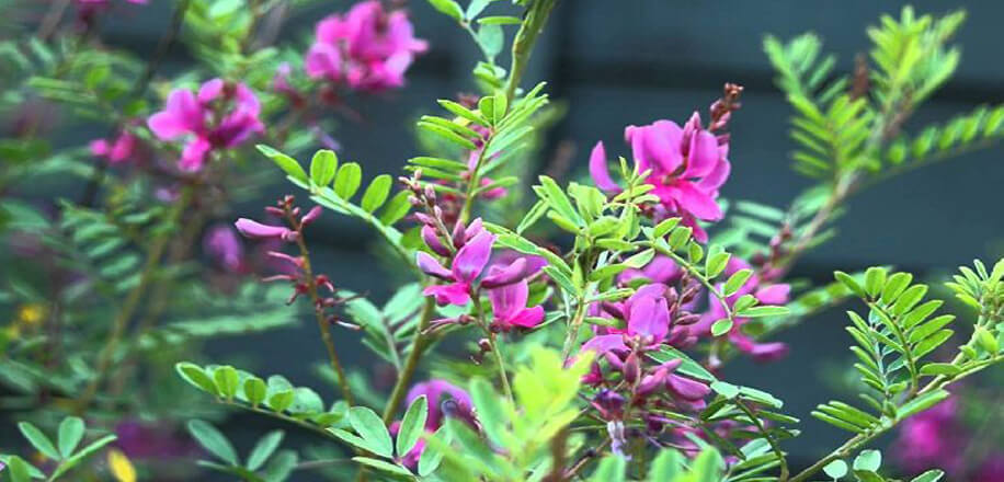 Indigo Dye Manufacturer, Indigo Powder Manufacturer in India